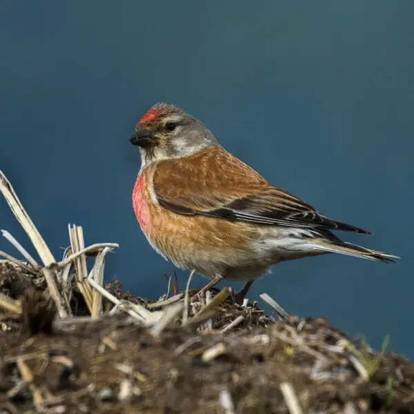 Common linnet - Facts, Diet, Habitat & Pictures on Animalia.bio