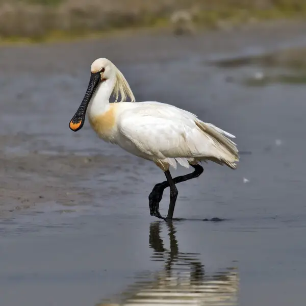 Eurasian spoonbill - Facts, Diet, Habitat & Pictures on Animalia.bio