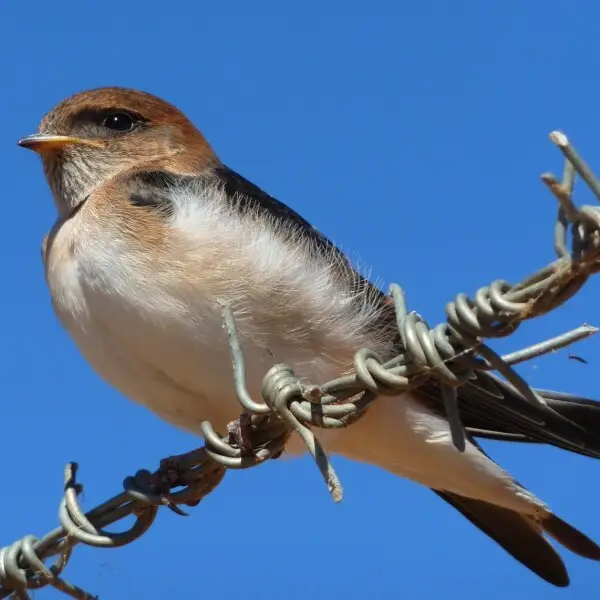 Fairy martin - Facts, Diet, Habitat & Pictures on Animalia.bio