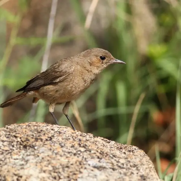 Familiar chat - Facts, Diet, Habitat & Pictures on Animalia.bio