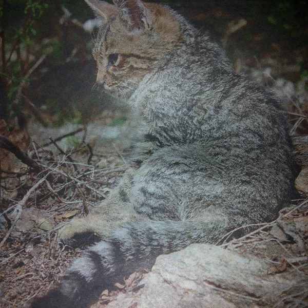 Felis lybica sarda - факти, дієта, ареал і фотографії на Animalia.bio