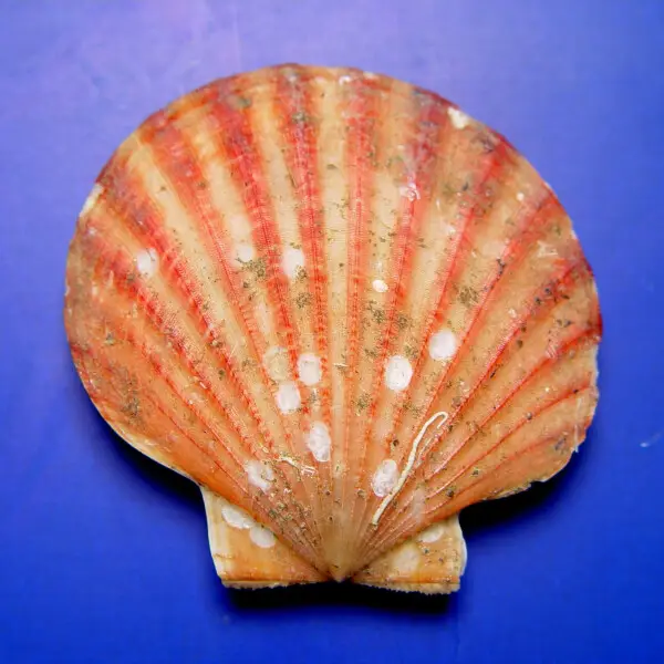 Argopecten irradians - Facts, Diet, Habitat & Pictures on Animalia.bio