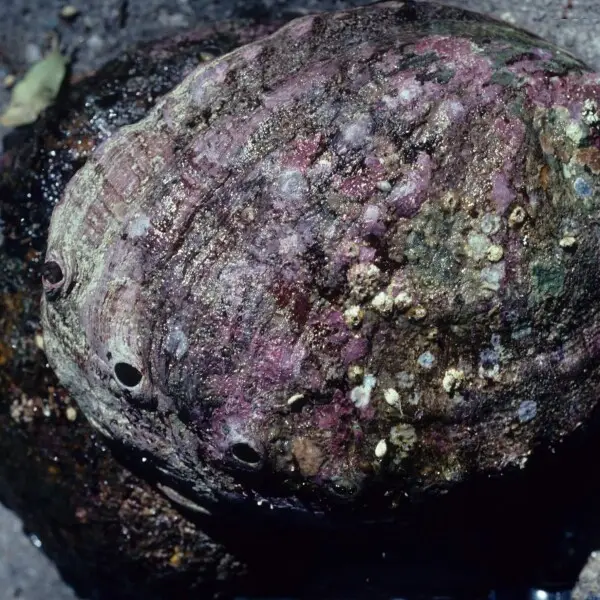 Haliotis rufescens - Facts, Diet, Habitat & Pictures on Animalia.bio