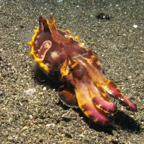 Metasepia pfefferi - Facts, Diet, Habitat & Pictures on Animalia.bio