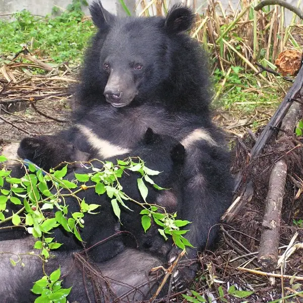 Formosan black bear - Facts, Diet, Habitat & Pictures on Animalia.bio