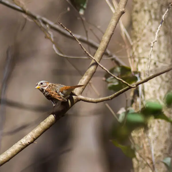 Fox sparrow - Facts, Diet, Habitat & Pictures on Animalia.bio