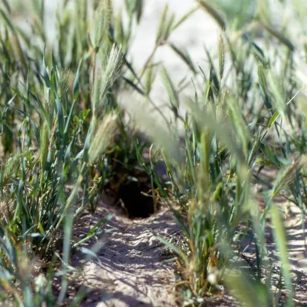 Fresno kangaroo rat - Facts, Diet, Habitat & Pictures on Animalia.bio