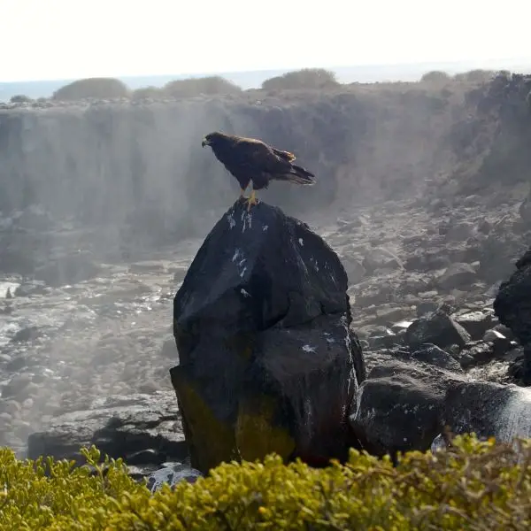 Galapagos Hawk - Facts, Diet, Habitat & Pictures on Animalia.bio