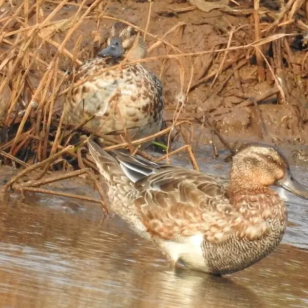 Garganey - Facts, Diet, Habitat & Pictures on Animalia.bio