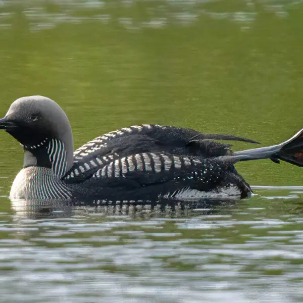 Black-throated loon - Facts, Diet, Habitat & Pictures on Animalia.bio
