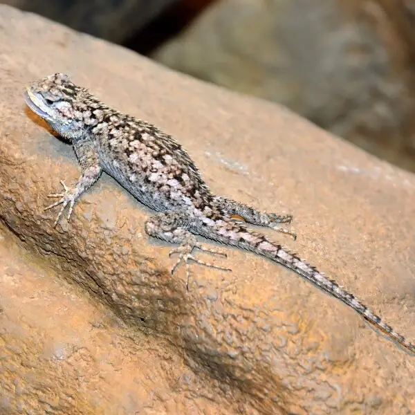 East African spiny-tailed lizard - Facts, Diet, Habitat & Pictures on ...