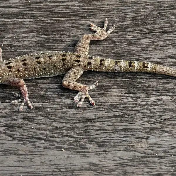 Gekko monarchus - факти, дієта, ареал і фотографії на Animalia.bio