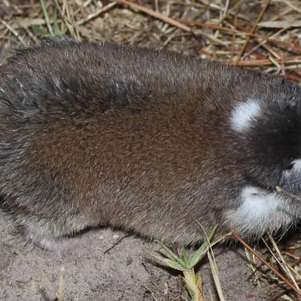 Cape mole-rat - Facts, Diet, Habitat & Pictures on Animalia.bio