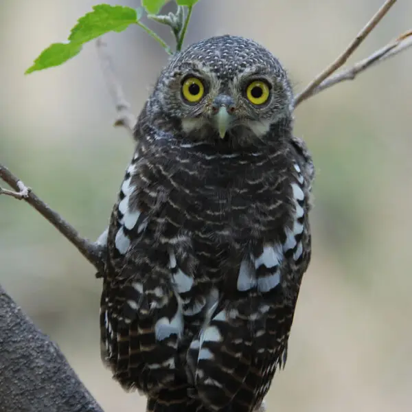 African barred owlet - Facts, Diet, Habitat & Pictures on Animalia.bio