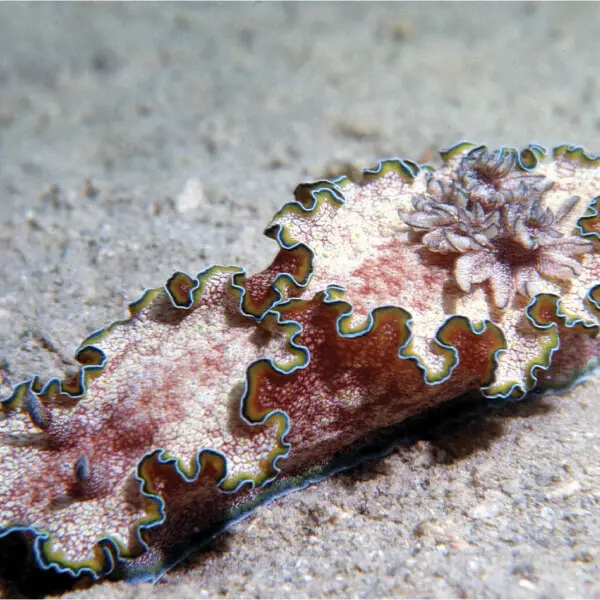 Glossodoris cincta - Facts, Diet, Habitat & Pictures on Animalia.bio