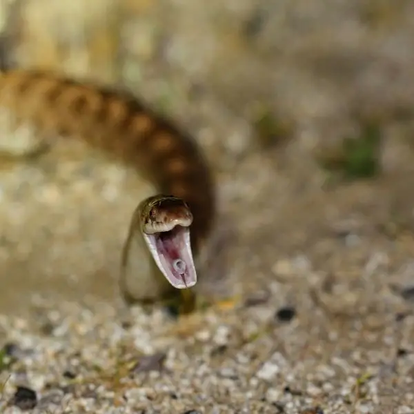 Glossy Snake - Facts, Diet, Habitat & Pictures on Animalia.bio