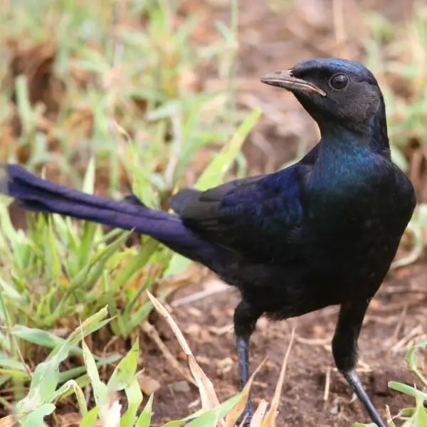 Meves's starling - Facts, Diet, Habitat & Pictures on Animalia.bio