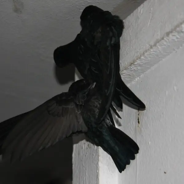 Glossy swiftlet - Facts, Diet, Habitat & Pictures on Animalia.bio