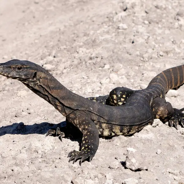 Rosenberg's monitor - Facts, Diet, Habitat & Pictures on Animalia.bio