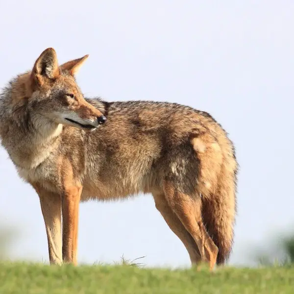 Mearns coyote - Facts, Diet, Habitat & Pictures on Animalia.bio