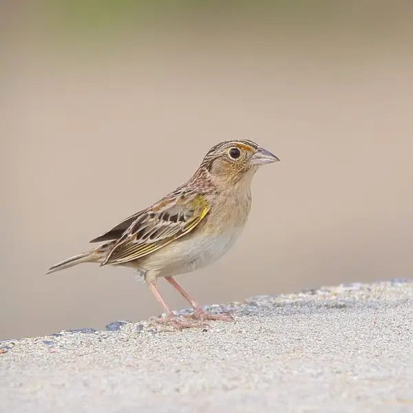 Grasshopper Sparrow - Facts, Diet, Habitat & Pictures on Animalia.bio
