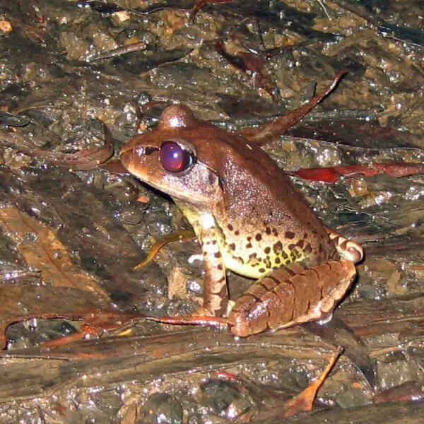 Great barred frog - Facts, Diet, Habitat & Pictures on Animalia.bio