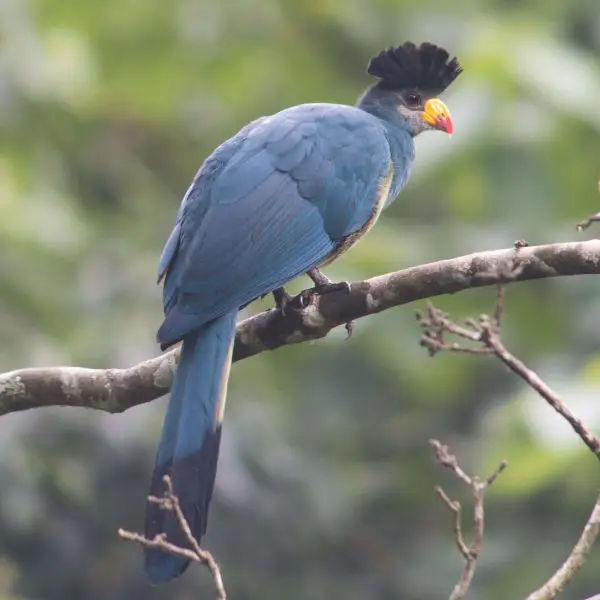 Great Blue Turaco - Facts, Diet, Habitat & Pictures on Animalia.bio