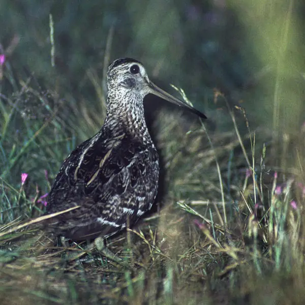 Great Snipe - Facts, Diet, Habitat & Pictures on Animalia.bio