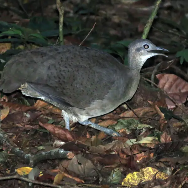 Great tinamou - Facts, Diet, Habitat & Pictures on Animalia.bio