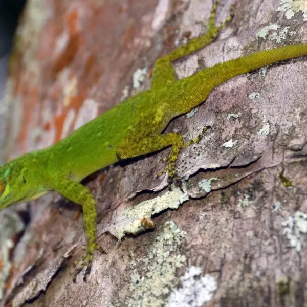 Anolis distichus - Facts, Diet, Habitat & Pictures on Animalia.bio