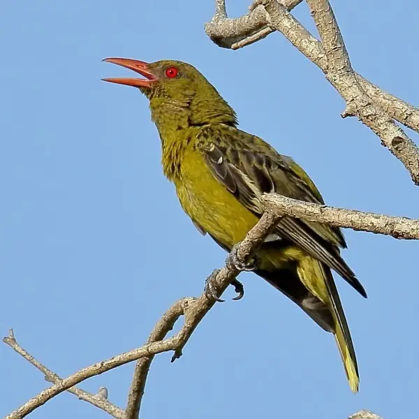 Green oriole - Facts, Diet, Habitat & Pictures on Animalia.bio