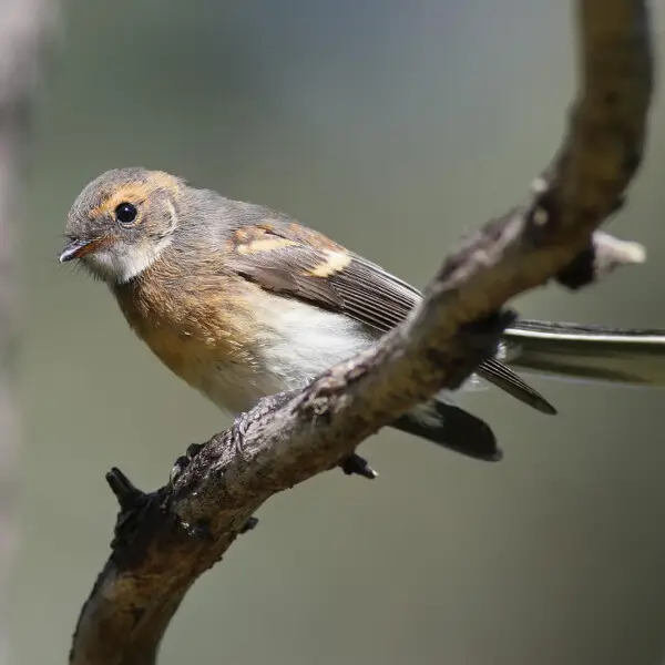 Grey fantail - Facts, Diet, Habitat & Pictures on Animalia.bio