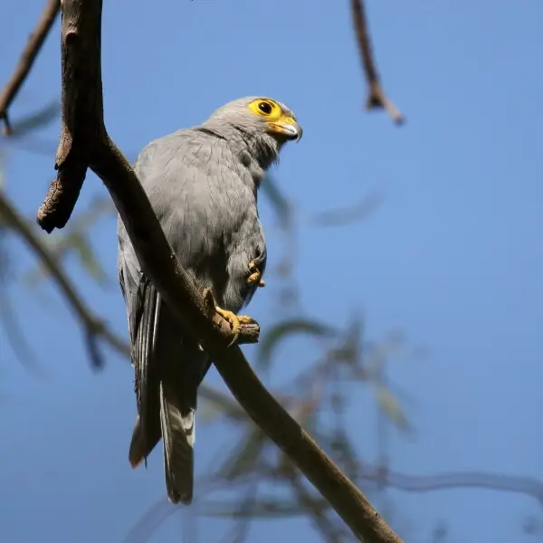 Falco ardosiaceus - факти, дієта, ареал і фотографії на Animalia.bio