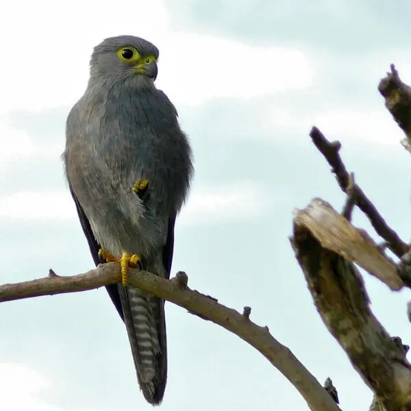 Grey kestrel - Facts, Diet, Habitat & Pictures on Animalia.bio