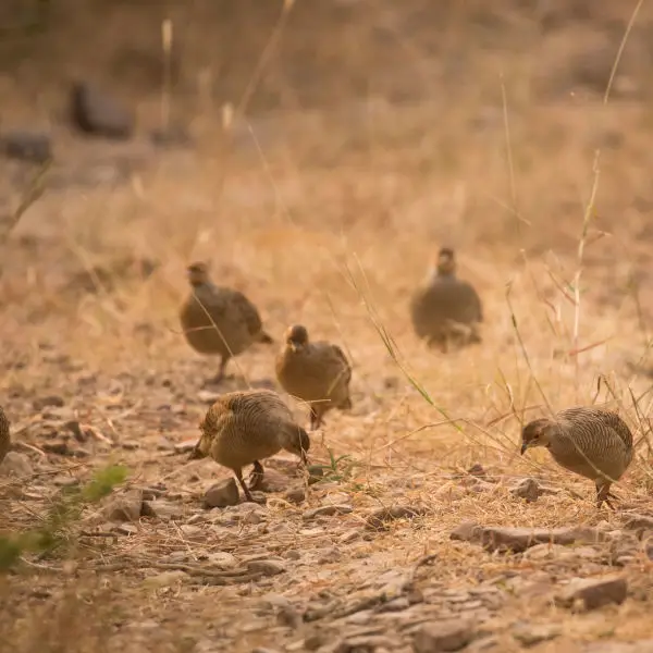 Grey Partridge - Facts, Diet, Habitat & Pictures on Animalia.bio