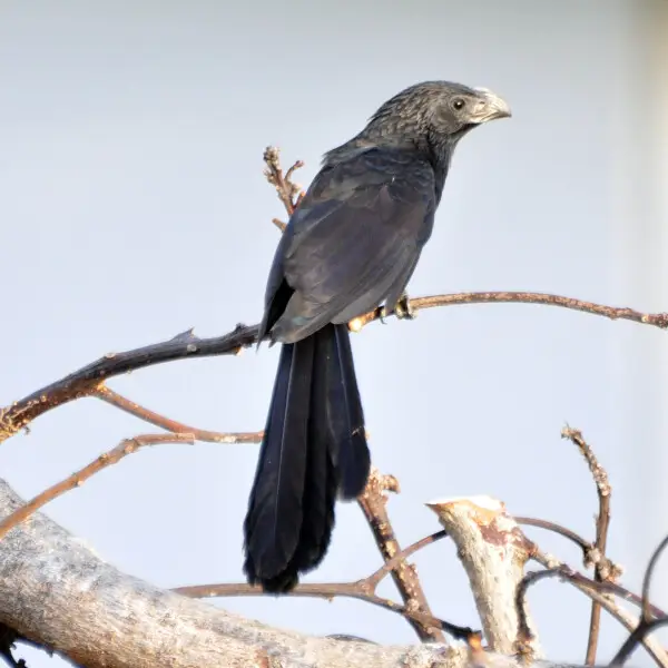 Groove-billed ani - Facts, Diet, Habitat & Pictures on Animalia.bio