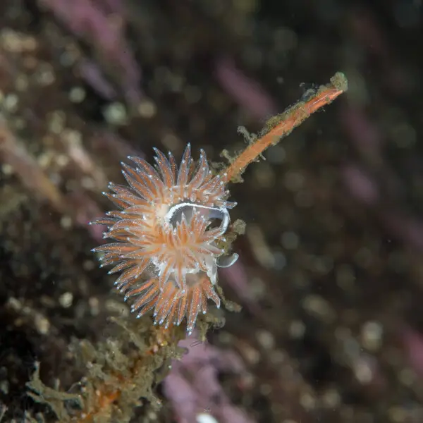 Gulenia monicae - факти, дієта, ареал і фотографії на Animalia.bio
