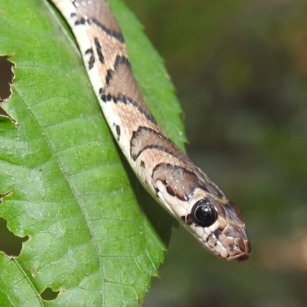 Platyceps gracilis - Facts, Diet, Habitat & Pictures on Animalia.bio