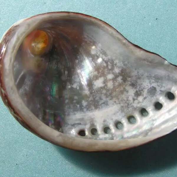 Haliotis spadicea - Facts, Diet, Habitat & Pictures on Animalia.bio