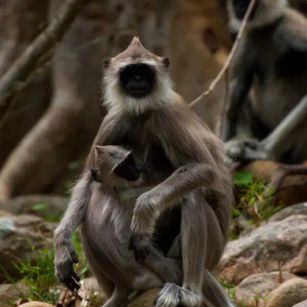 Entello dai piedi neri - Fatti, dieta, habitat e immagini su Animalia.bio