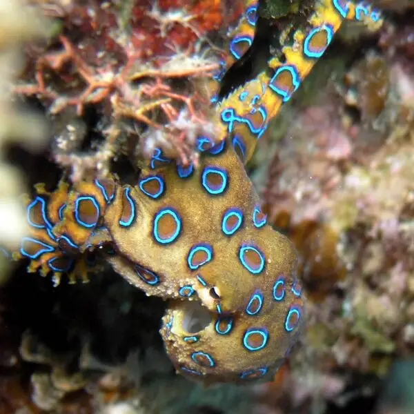 Greater blue-ringed octopus - Facts, Diet, Habitat & Pictures on ...