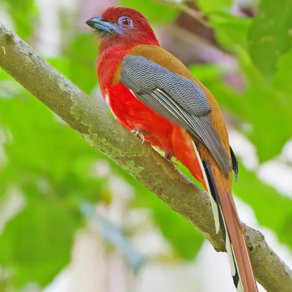 Red-headed trogon - Facts, Diet, Habitat & Pictures on Animalia.bio