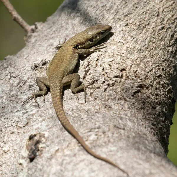 Phoenicolacerta laevis - Facts, Diet, Habitat & Pictures on Animalia.bio