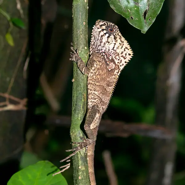 Smooth helmeted iguana - Facts, Diet, Habitat & Pictures on Animalia.bio