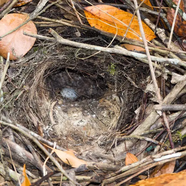 Hooded pitta - Facts, Diet, Habitat & Pictures on Animalia.bio