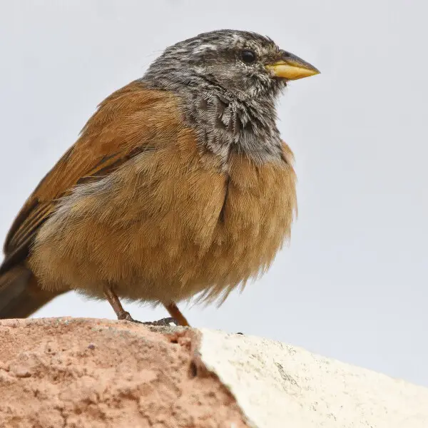House bunting - Facts, Diet, Habitat & Pictures on Animalia.bio