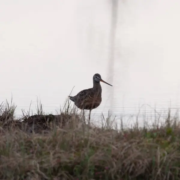 Hudsonian godwit - Facts, Diet, Habitat & Pictures on Animalia.bio