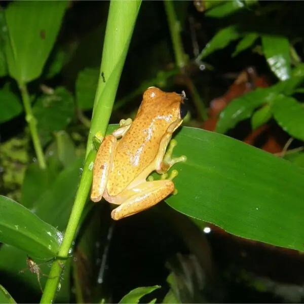 Dendropsophus microcephalus - Facts, Diet, Habitat & Pictures on ...