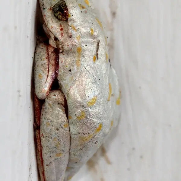Marbled reed frog - Facts, Diet, Habitat & Pictures on Animalia.bio