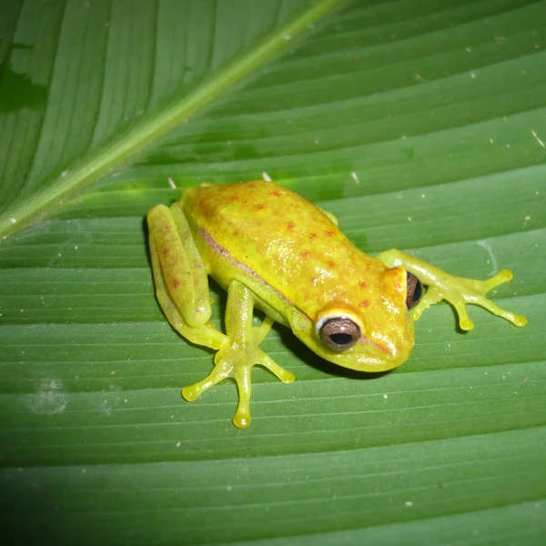 Polka-dot tree frog - Facts, Diet, Habitat & Pictures on Animalia.bio